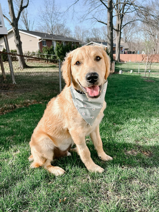 The Posh Pup Collective | Dog Bandanas and Accessories for Your Bestie