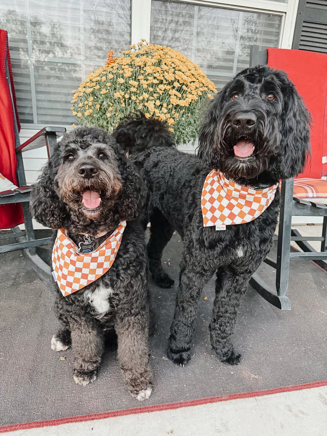 The Posh Pup Collective | Dog Bandanas and Accessories for Your Bestie