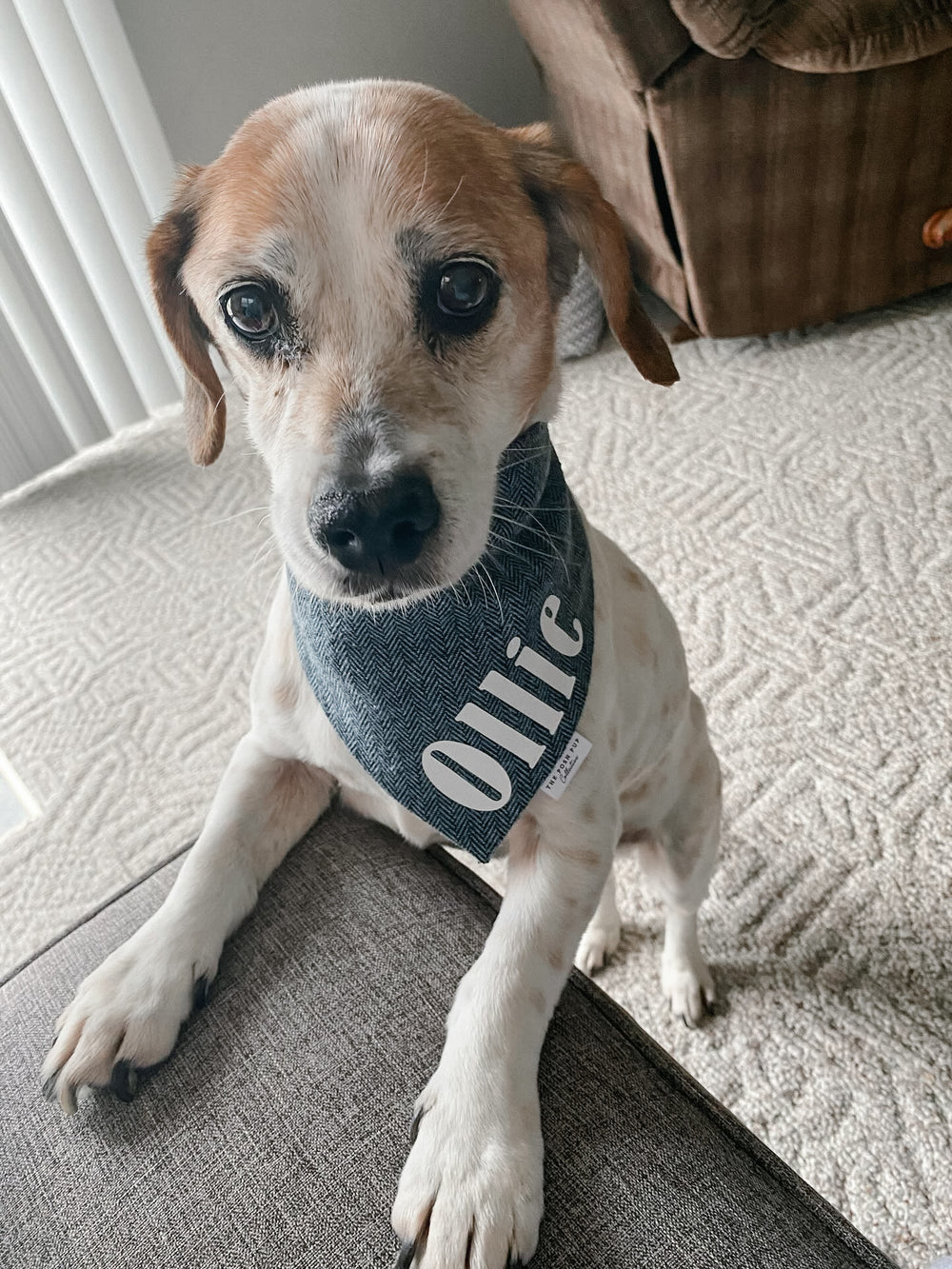 Size Guide – The Posh Pup Collective