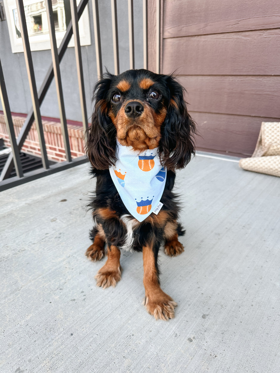 New Arrivals – The Posh Pup Collective