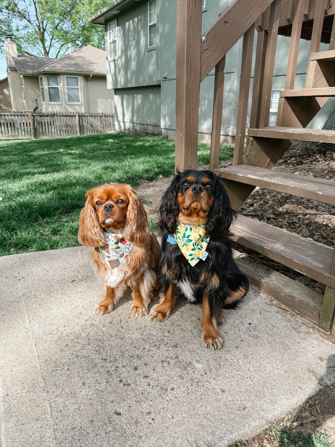 Links – The Posh Pup Collective